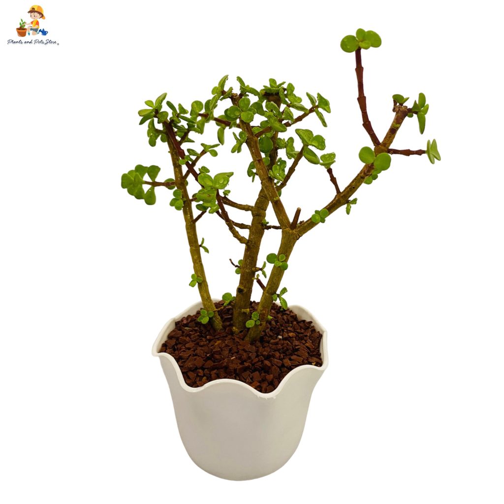 3 inches Plastic Pot with zade plant – Plants and Pots Store