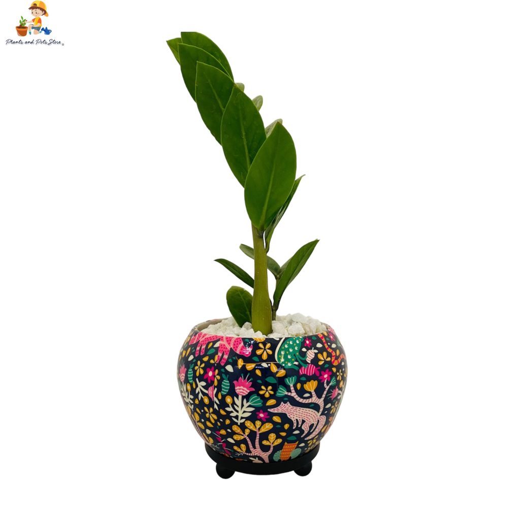 Jungle design metal pot in 4 inches with tray with zamia plant - Plants ...