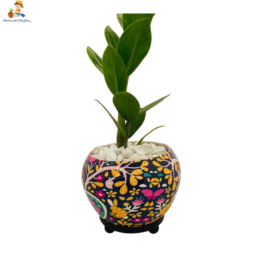 Jungle design metal pot in 4 inches with tray with zamia plant – Plants ...