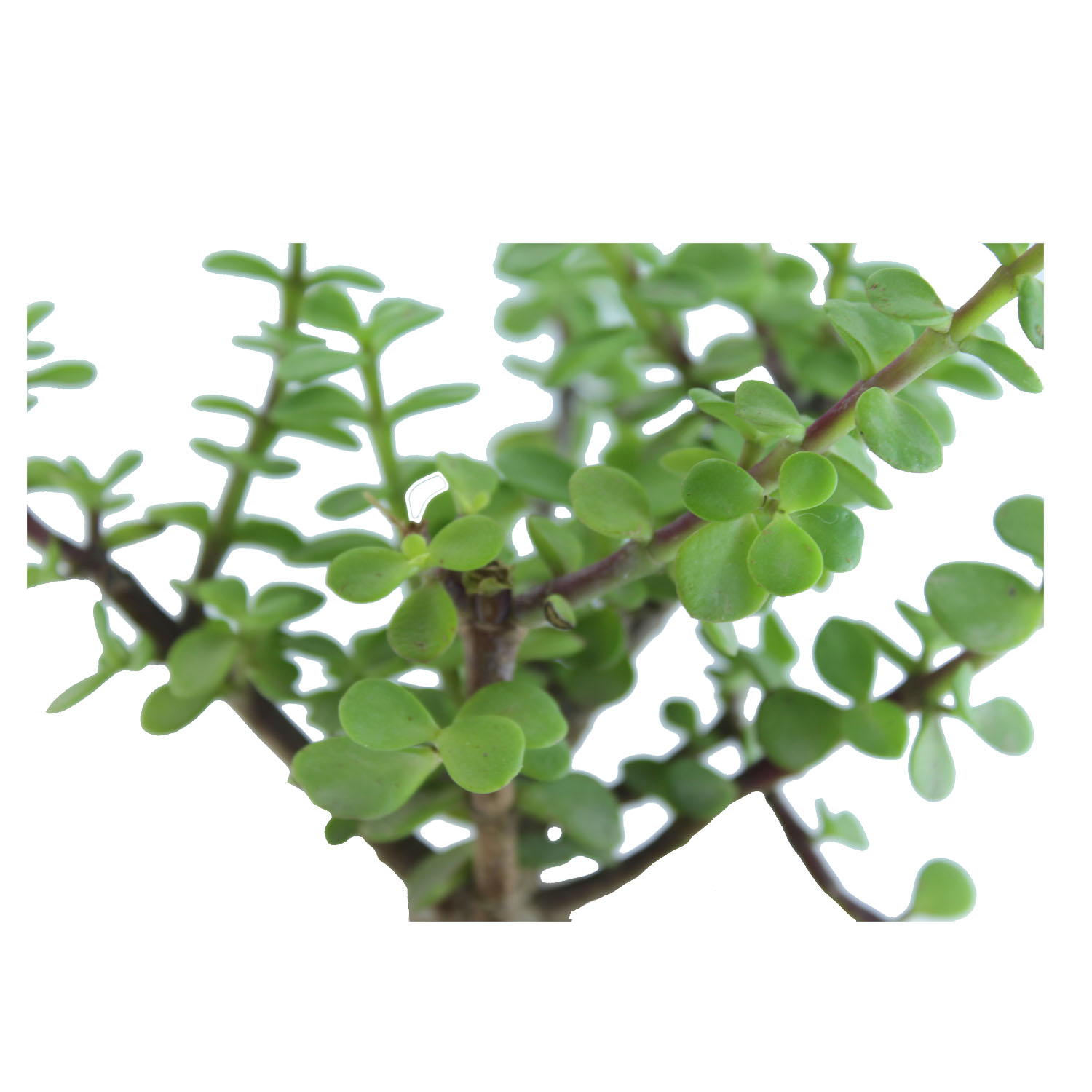 Outdoor Plants – Plants and Pots Store